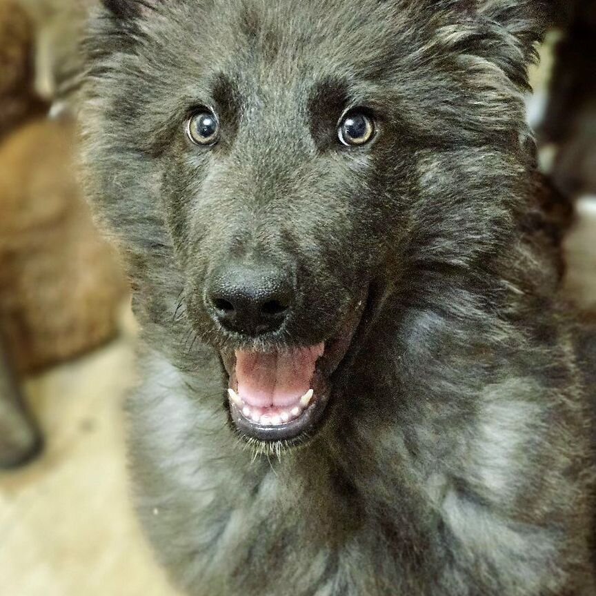 Блю Бэй шепперд, голубая овчарка