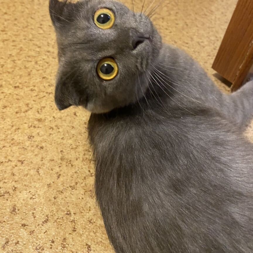 Шотландская вислоухая кошка