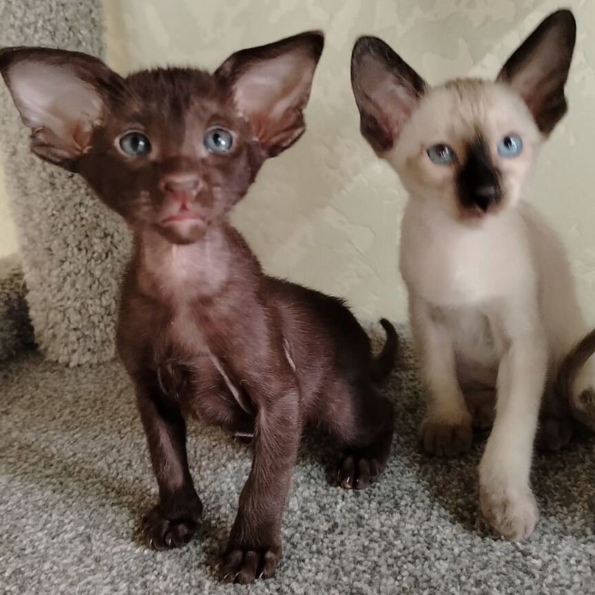 Ориентальные котики