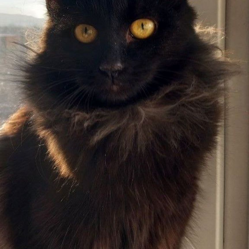 Черный котик