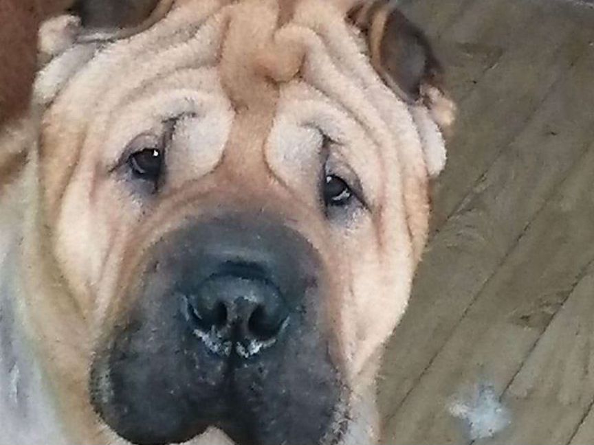 Шарпей вязка