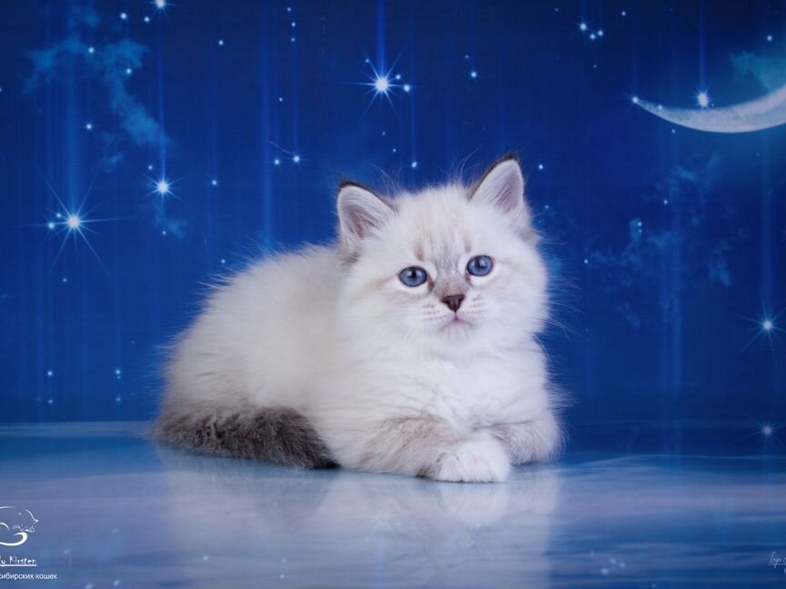 Невская маскарадная