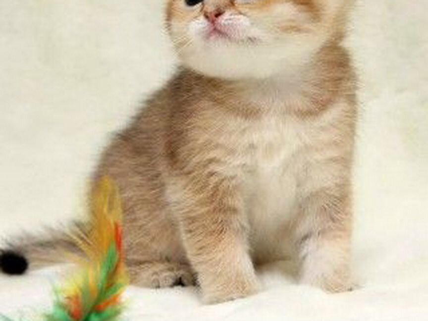 Котята британские