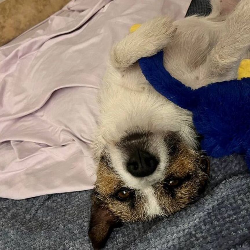 Джек рассел терьер