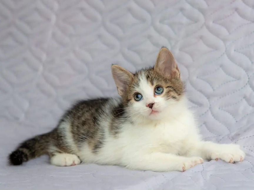 Котенок
