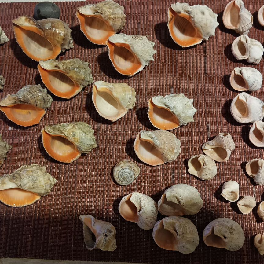 Морские ракушки для декора аквариум а