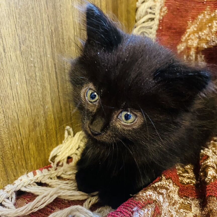 Отдам кота в добрые руки