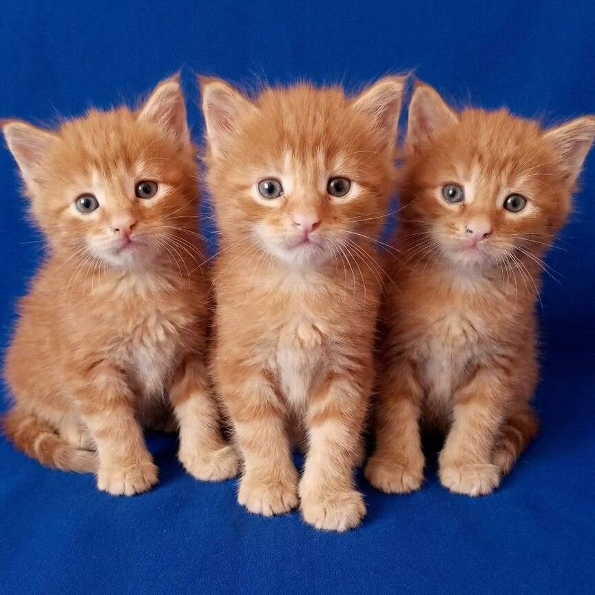 Мейн-кун котёнок