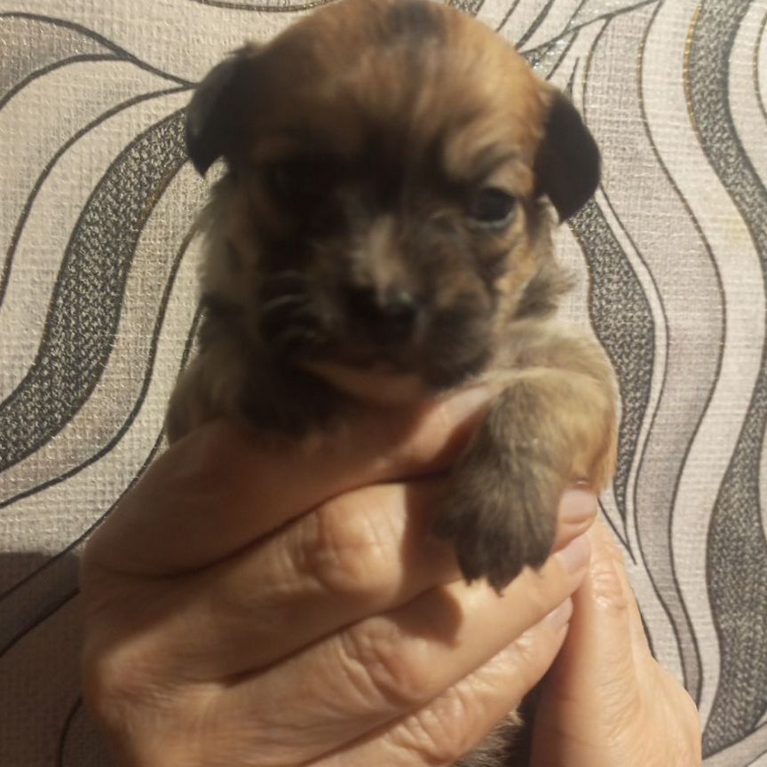 Чихуахуа, щенок