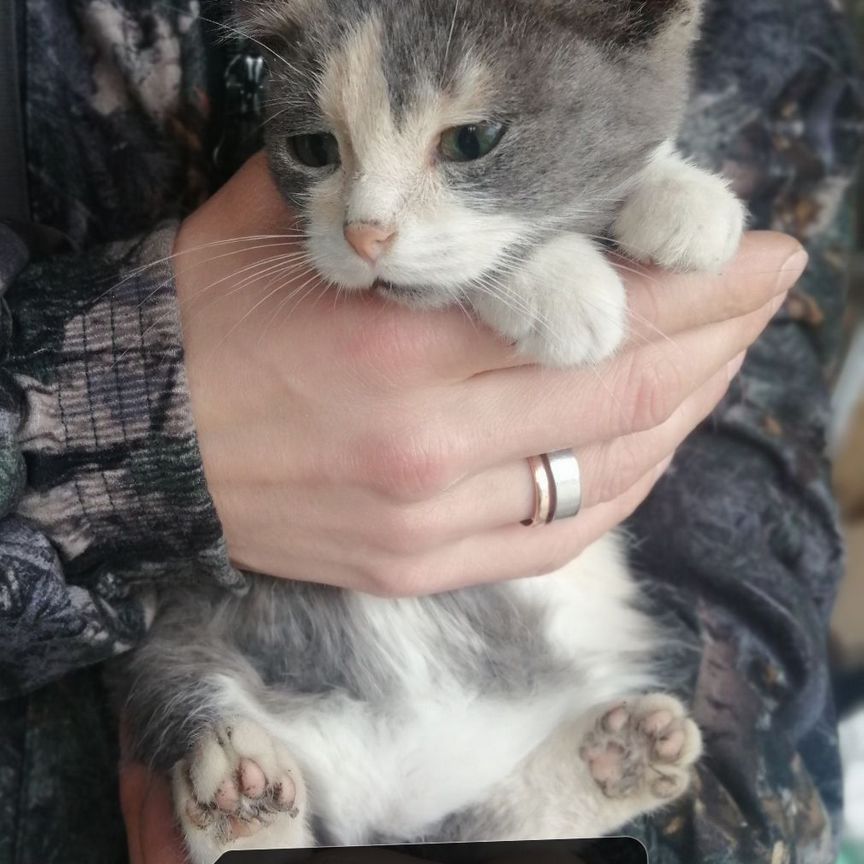 Котята в добрые руки бесплатно девочка и мальчики