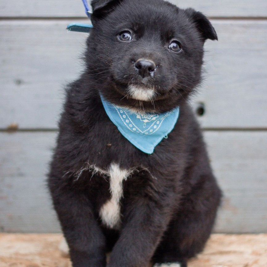 Коротколапый щенок мальчик бесплатно