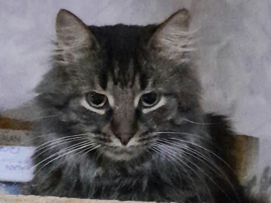 Сибирский кот Лавруша