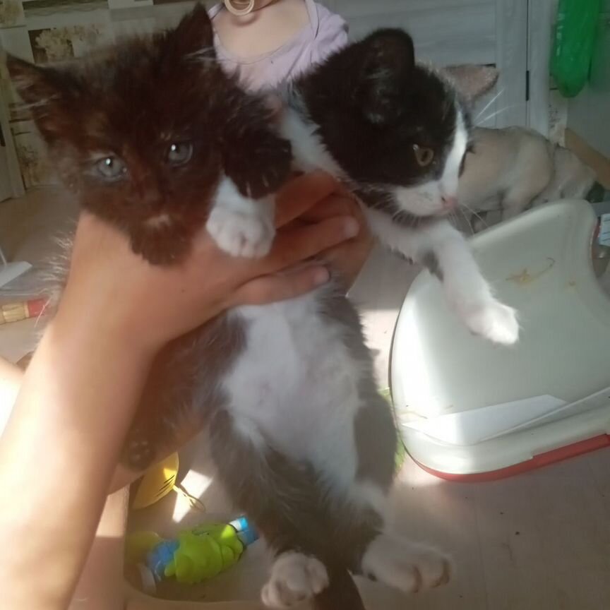 Отдам в добрые руки котят