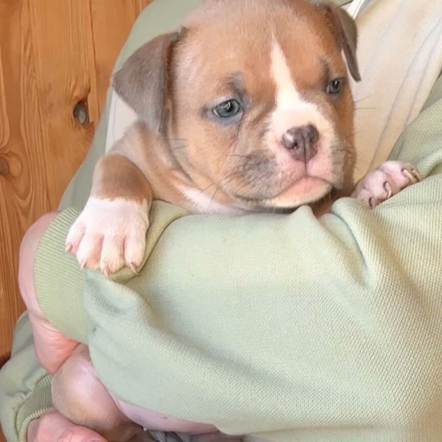 Американский булли, щенок