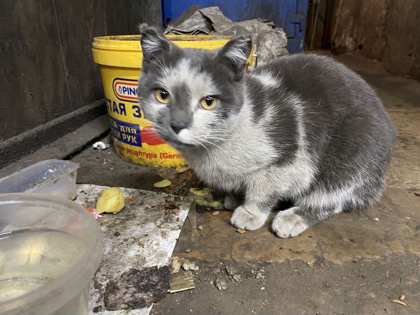 Котик ищет дом