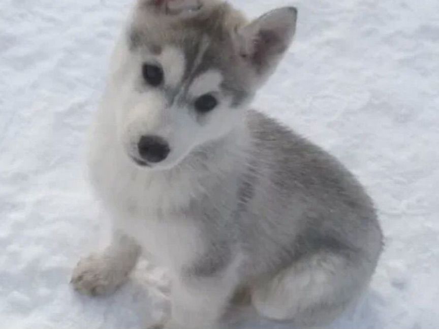 Щенки хаски