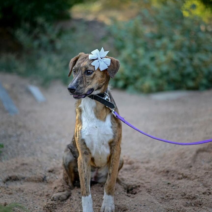 Лея ищет дом