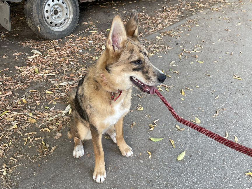 Отдам собаку в добрые руки