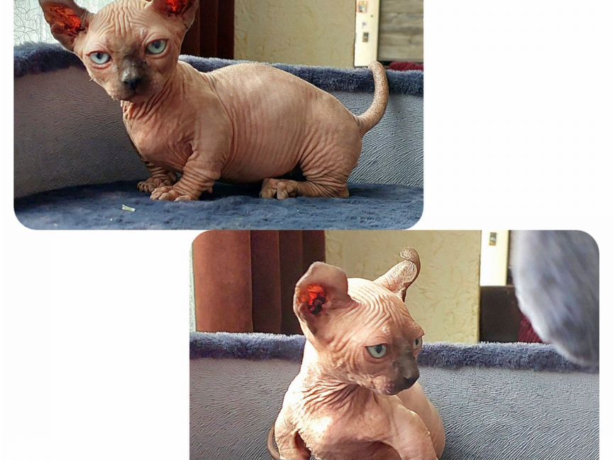 Котик двельф