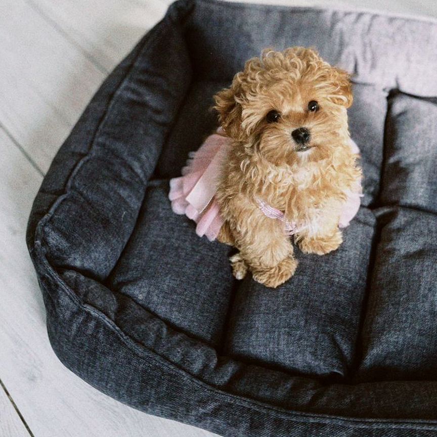 Мальтипу, щенок