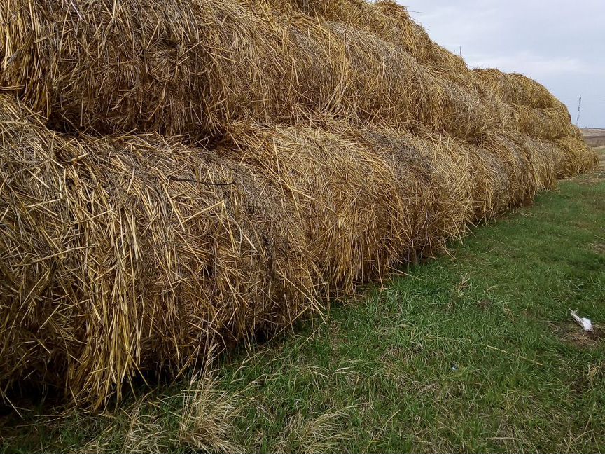 Сено в рулонах Суданка