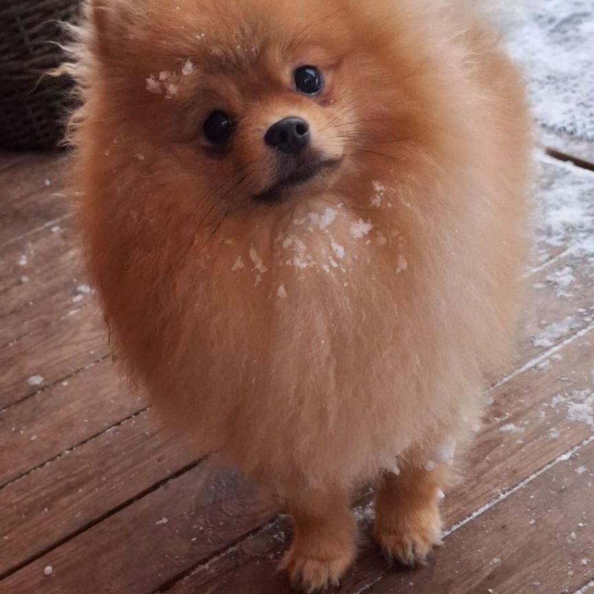 РКФ той померанские мишки