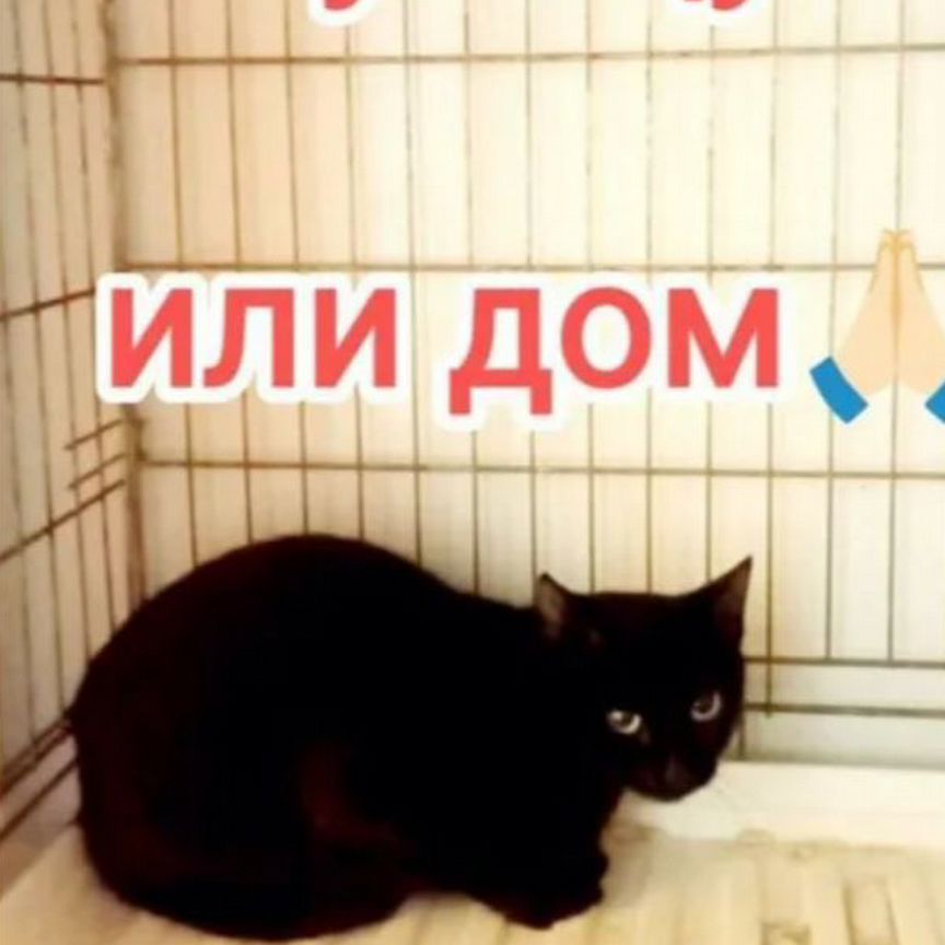 Кошечка Жасмин ищет дом