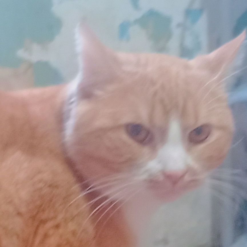 Кот ищет дом