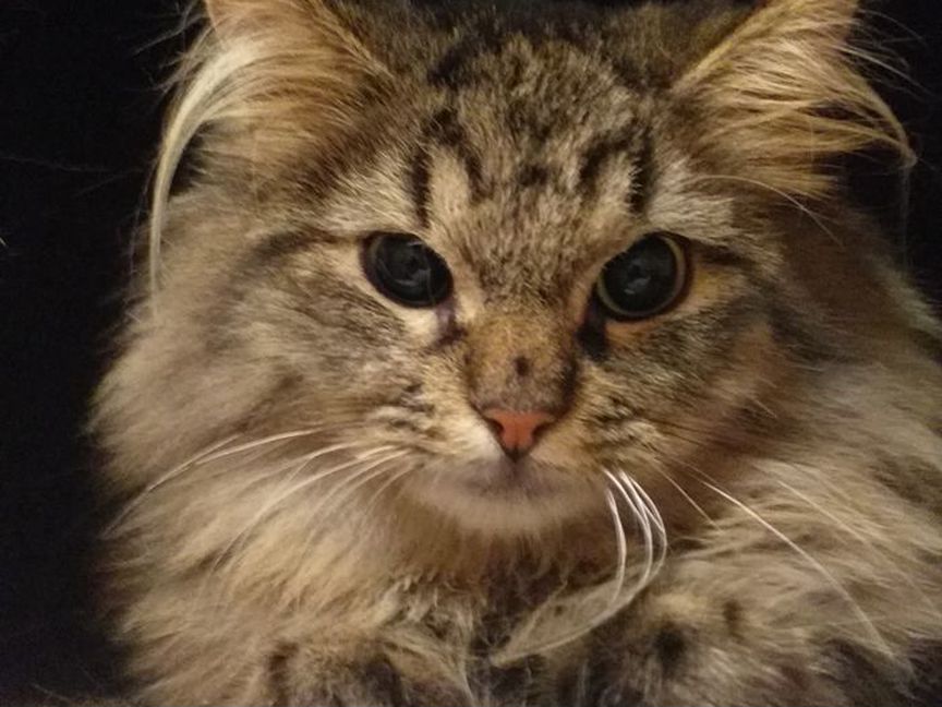 Котенок Пухляш