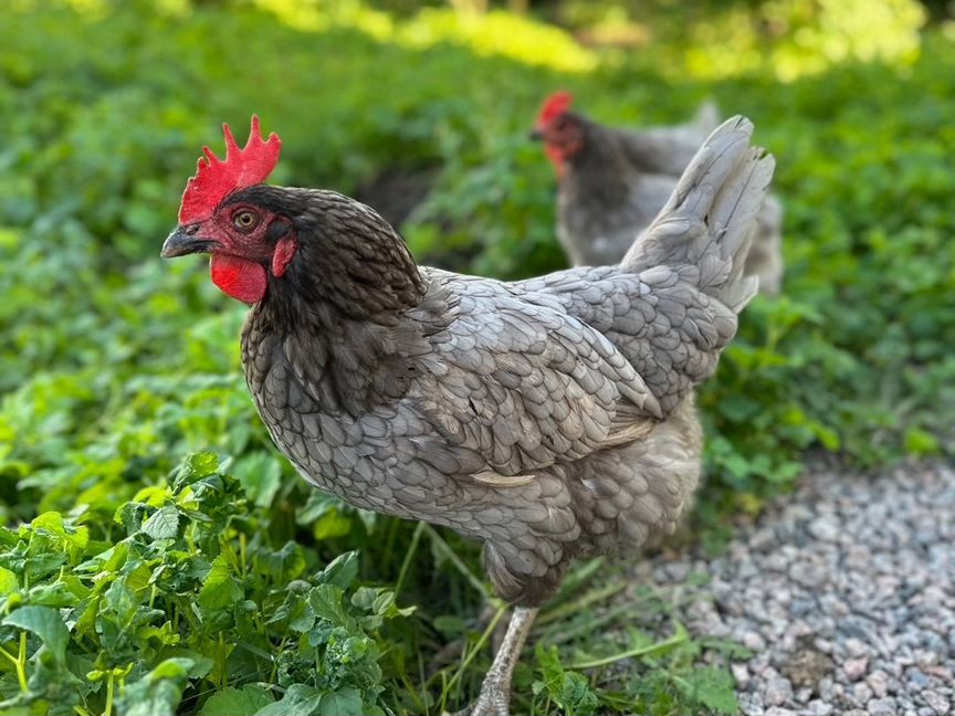 Куры несушки