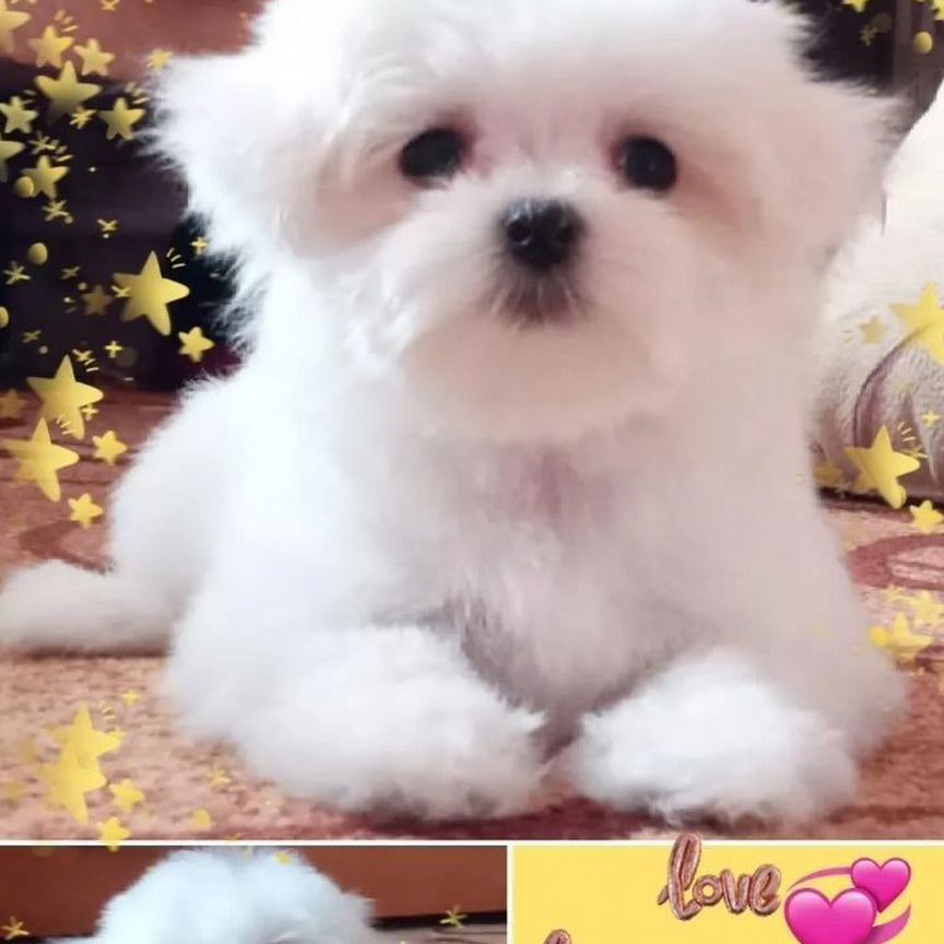 Мальтийская болонка, щенок