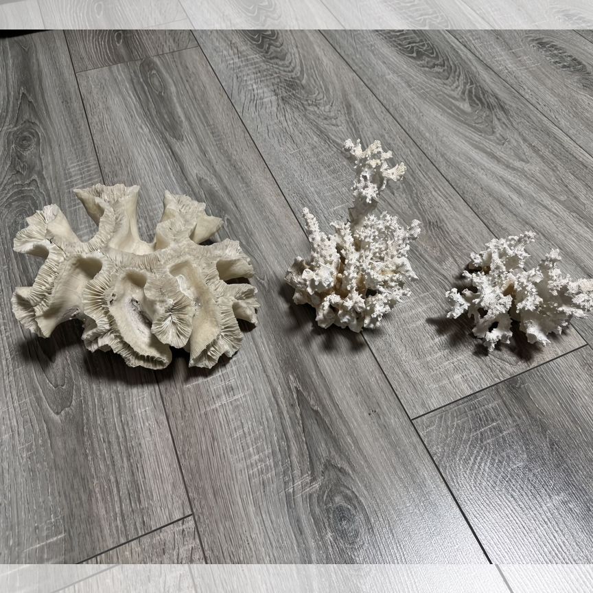 Натуральные кораллы для аквариума