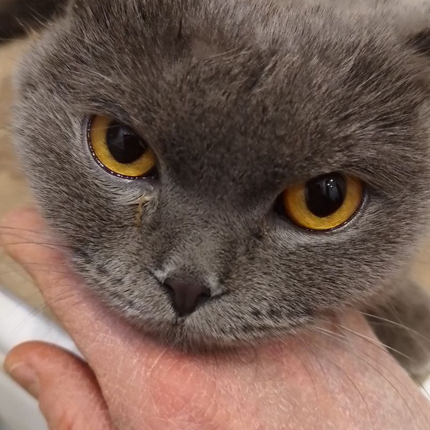 Найдена кошка