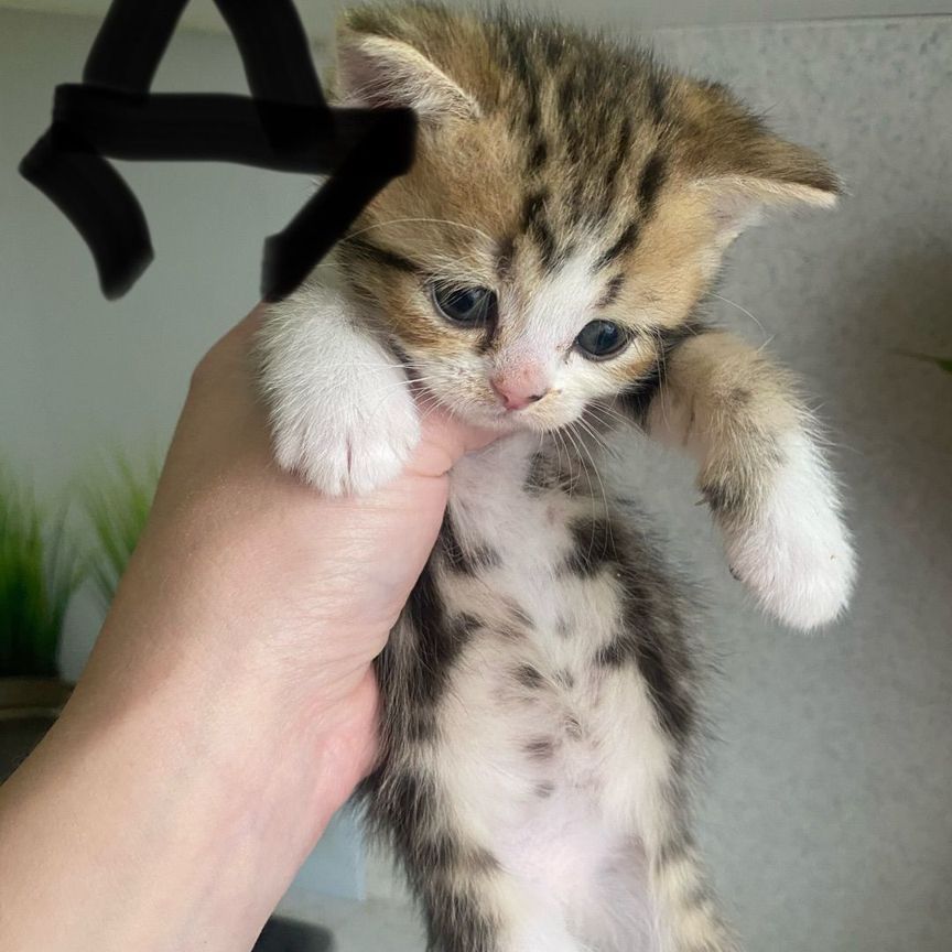 Девочка скотиш страйт