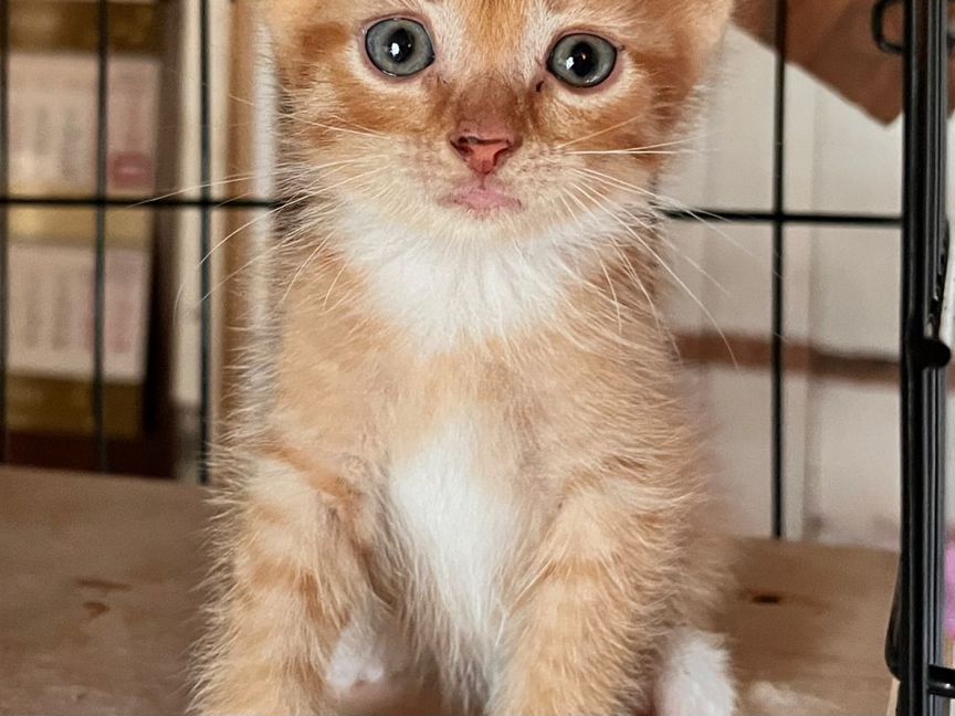 Котята в добрые руки бесплатно
