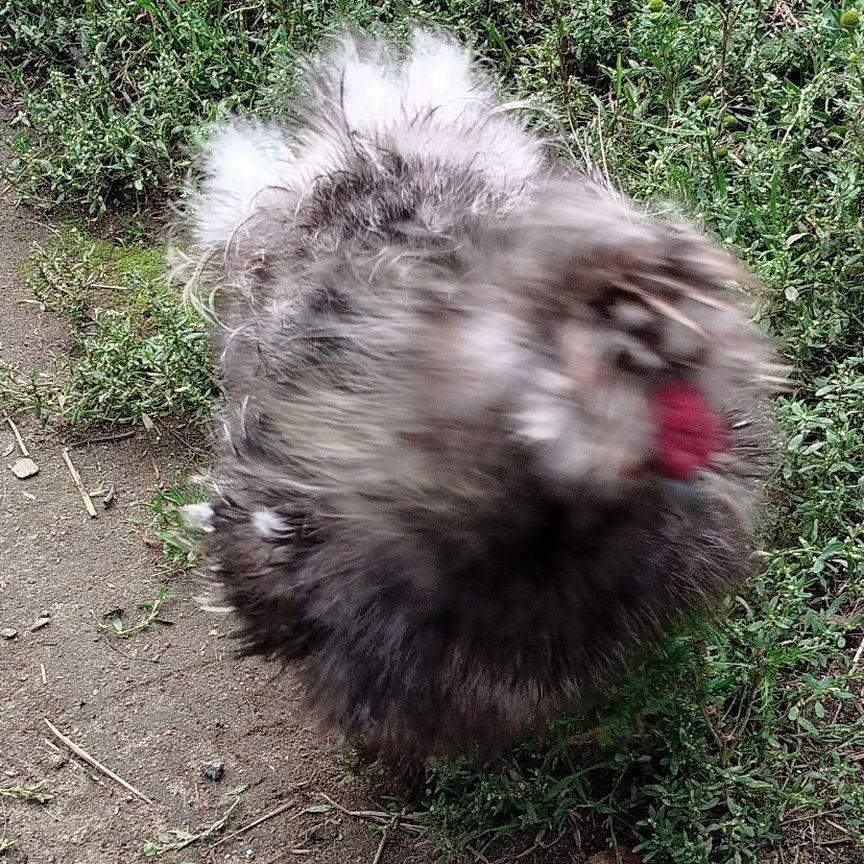 Молодые петухи породы китайские шёлковые