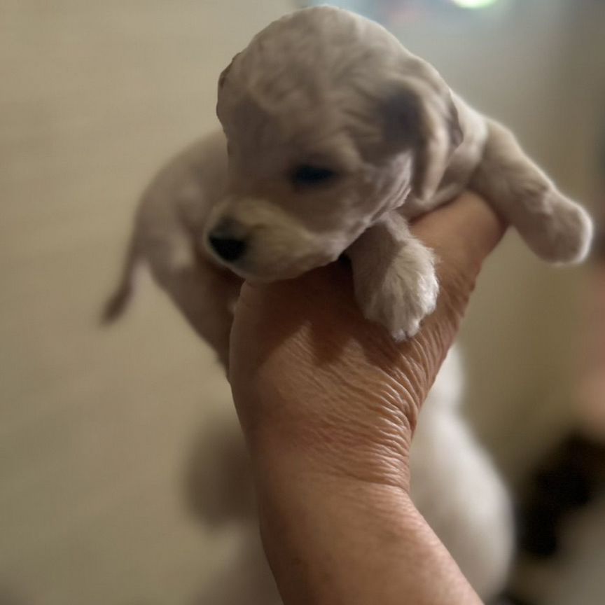 Той-пудель, щенок