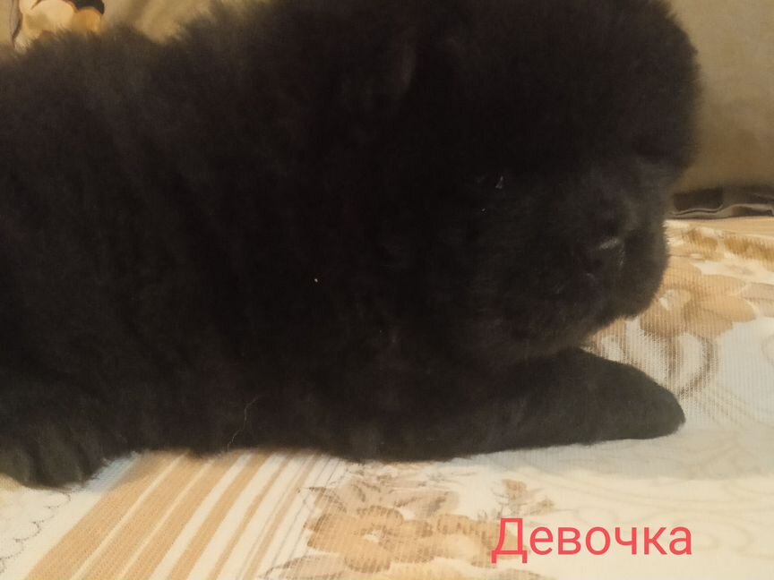 Щенки чау-чау. РКФ
