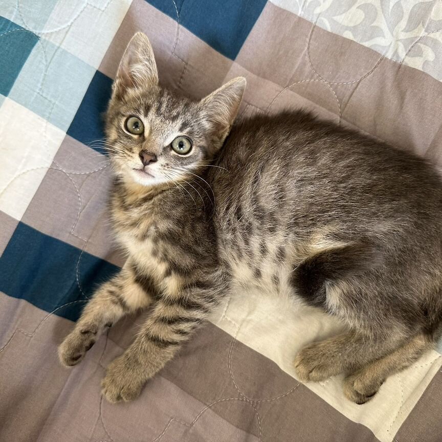 Малышка-полосатик в поисках дома