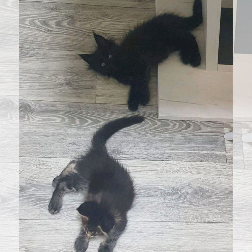Котята с кистями от больших родителей