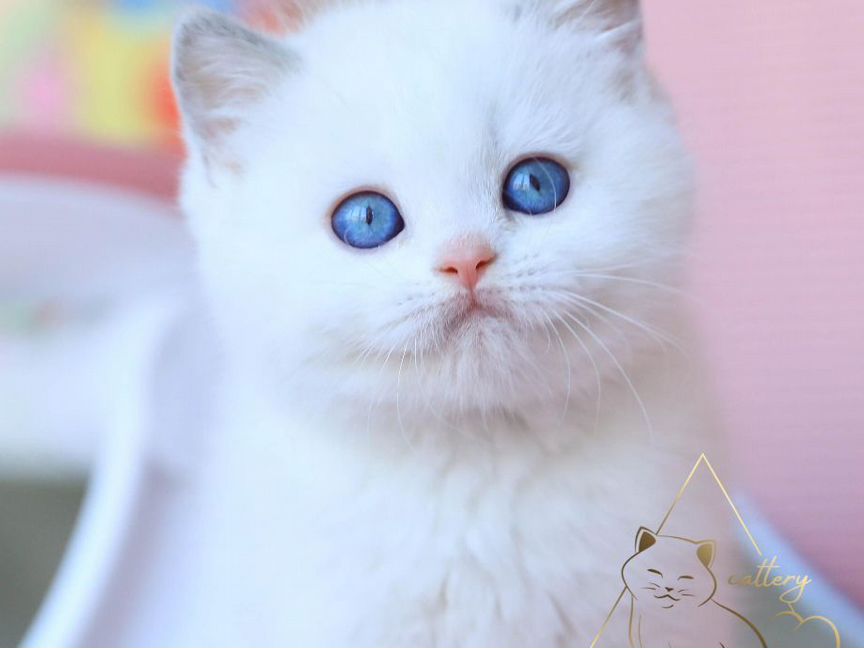 Нежная британская девочка