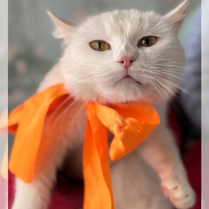 Взрослая, кошка в добрые руки