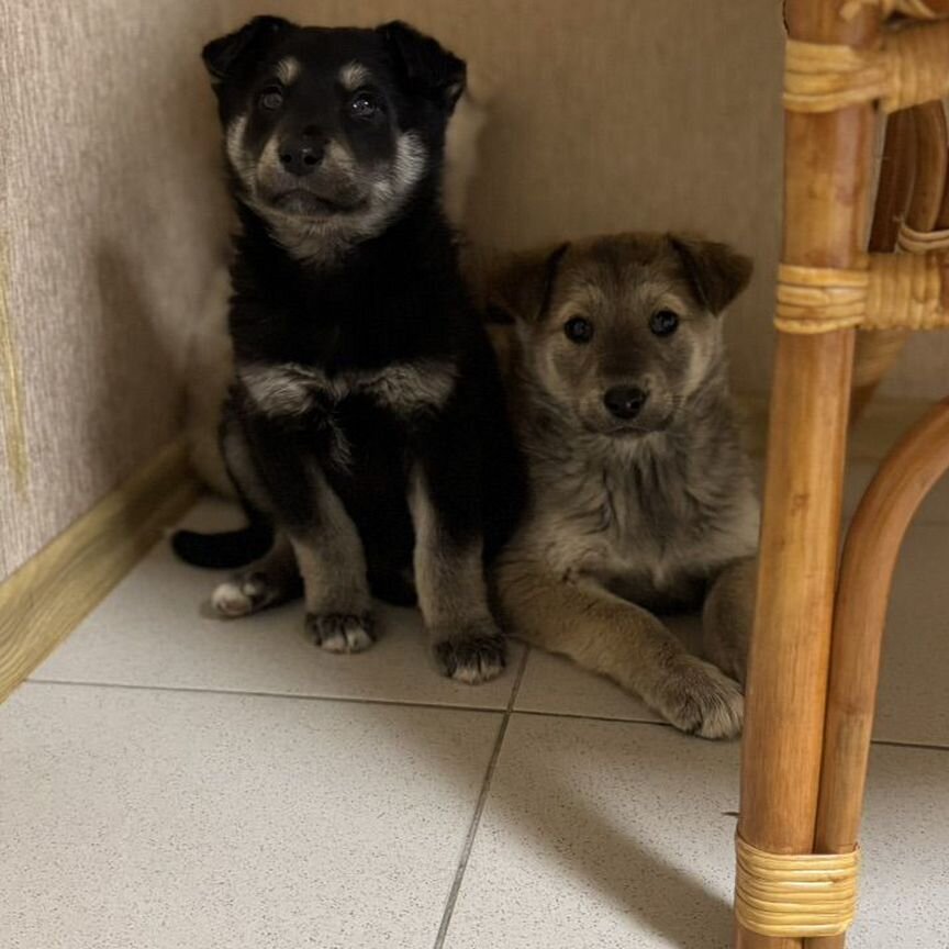 Щенок в добрые руки