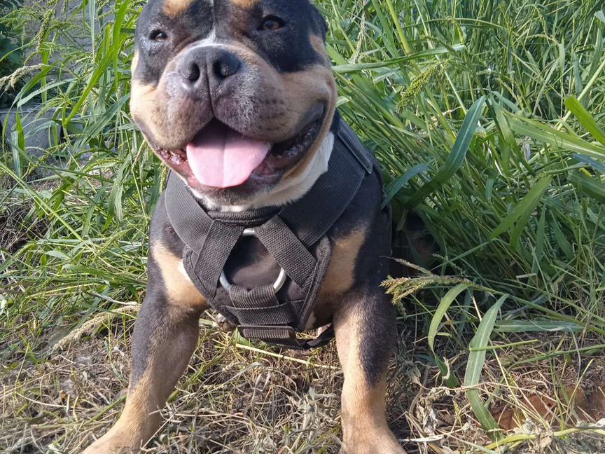 Американский булли вязка