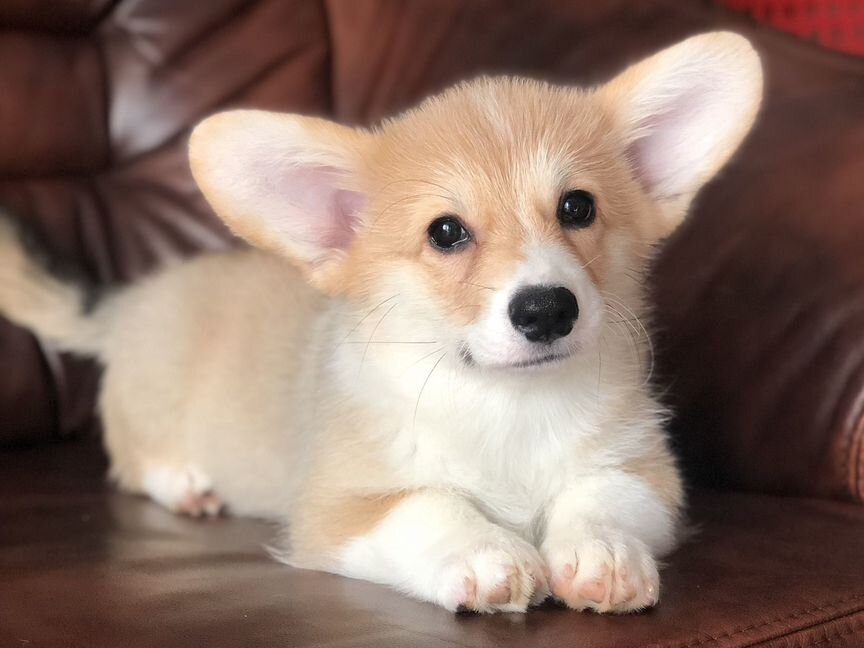 Мальчик Вельш Корги Пемброк