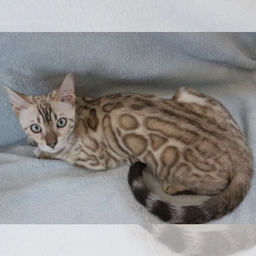 Бенгальская кошечка