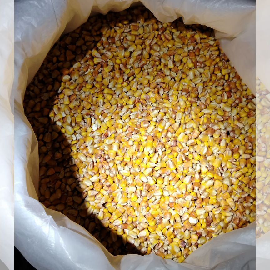 Пшеница ячмень корм для животных