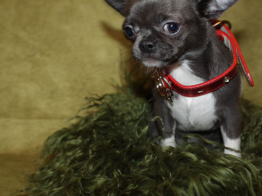 Красотка Блю