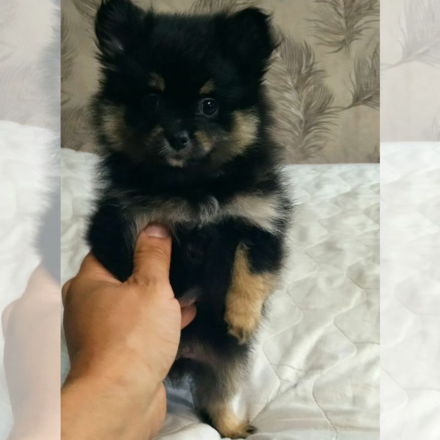 Немецкий шпиц, щенок
