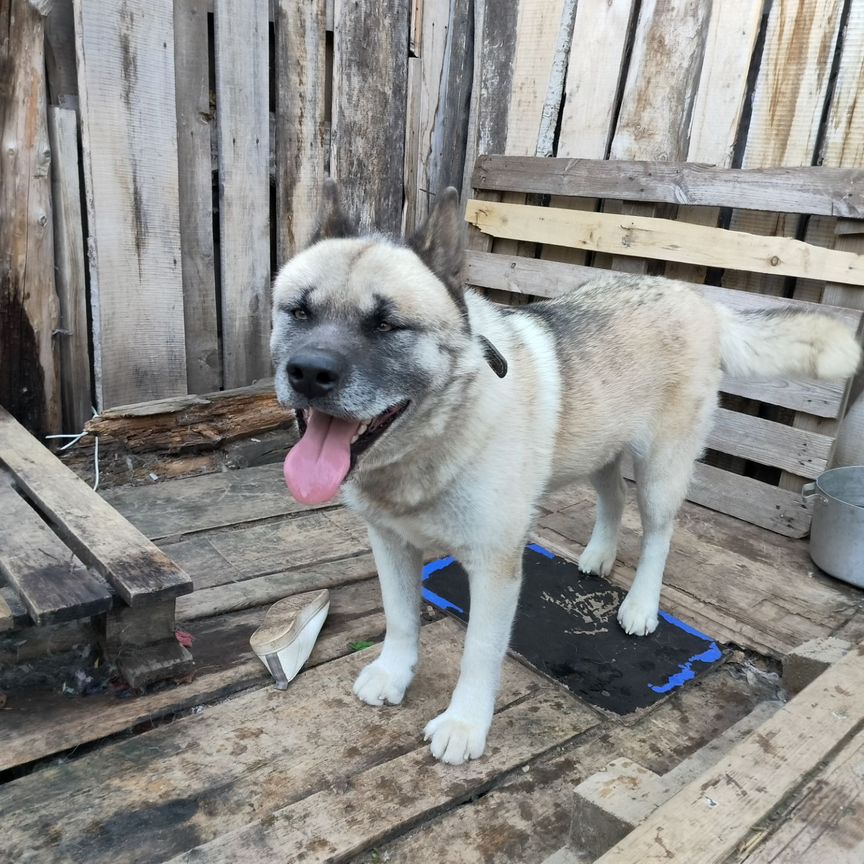 В добрые руки